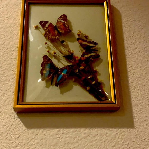 Art | Encased Butterflies Vintage Wall Art Made In Brazil | Poshmark